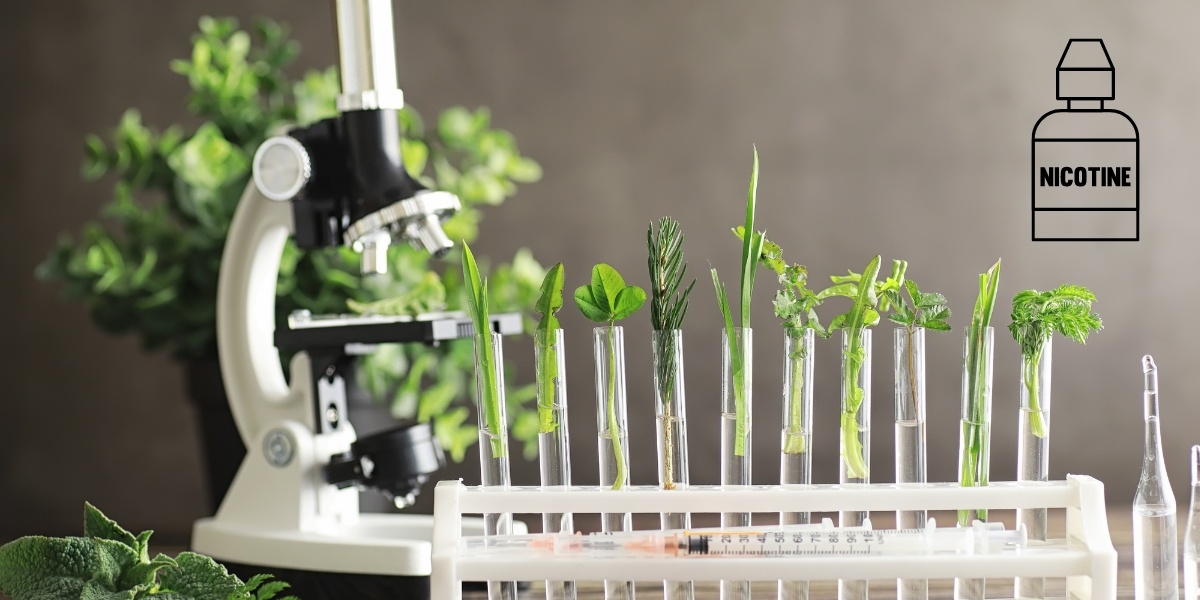 Unlocking the Power of Botanicals: Expertise in Nicotine Extraction